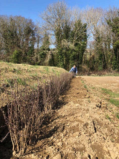 Planting Trees around Ireland