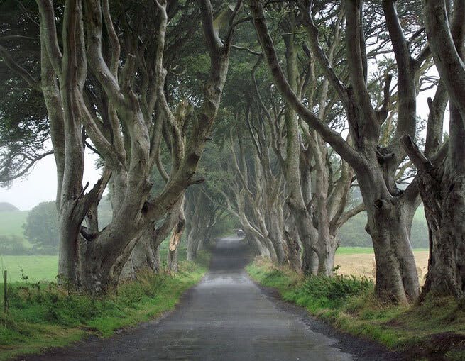 Planting Trees around Ireland
