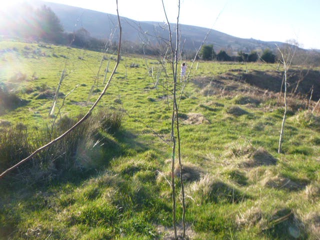 Planting Trees around Ireland