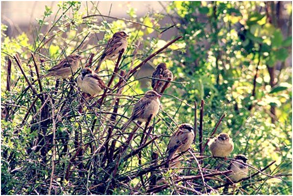 Planting Trees in Ireland