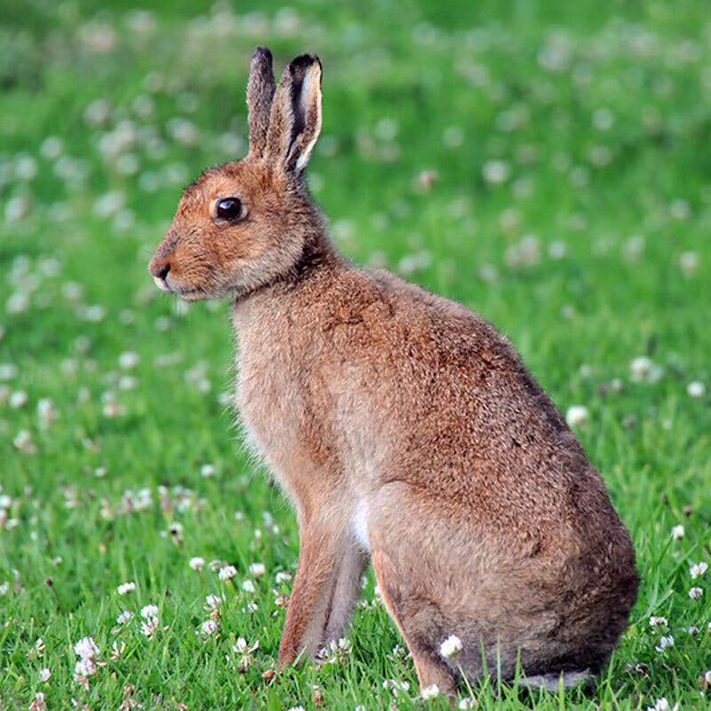 Easter in Ireland: Folklore, History & Traditions