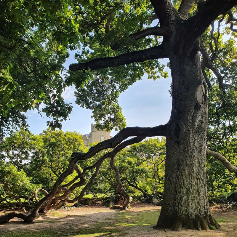 Ogham's secrets: Eleven answers about the Ancient Irish Tree Alphabet