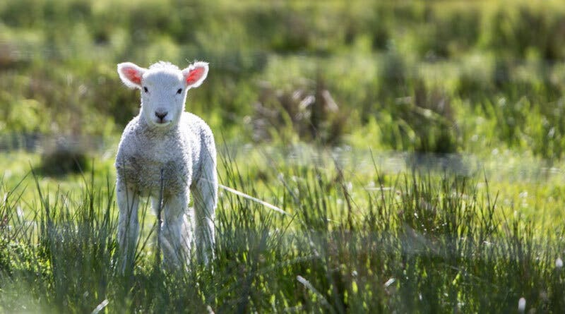 Easter in Ireland: History & Traditions